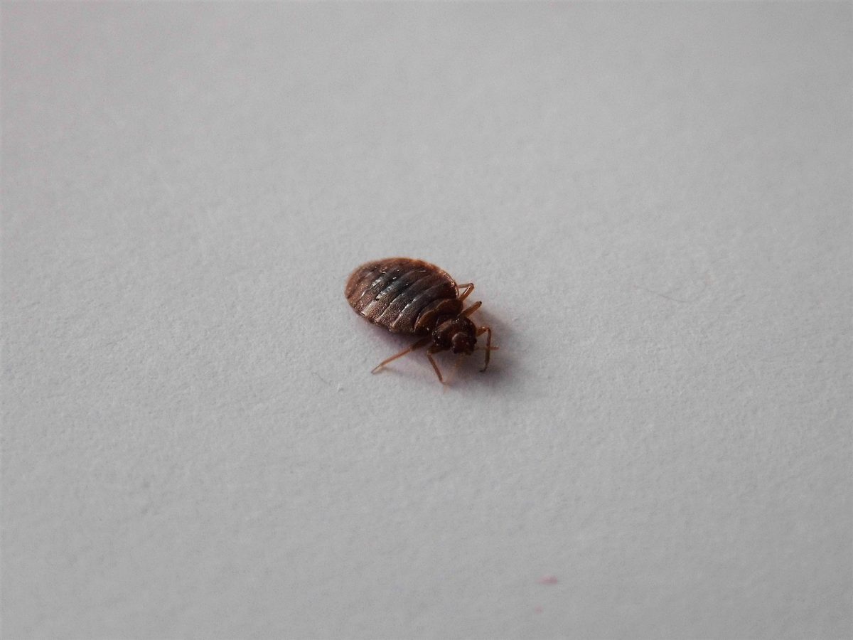 How to Get Rid of Bed Bugs Fast For A Peaceful Sleep | CitizenSide
