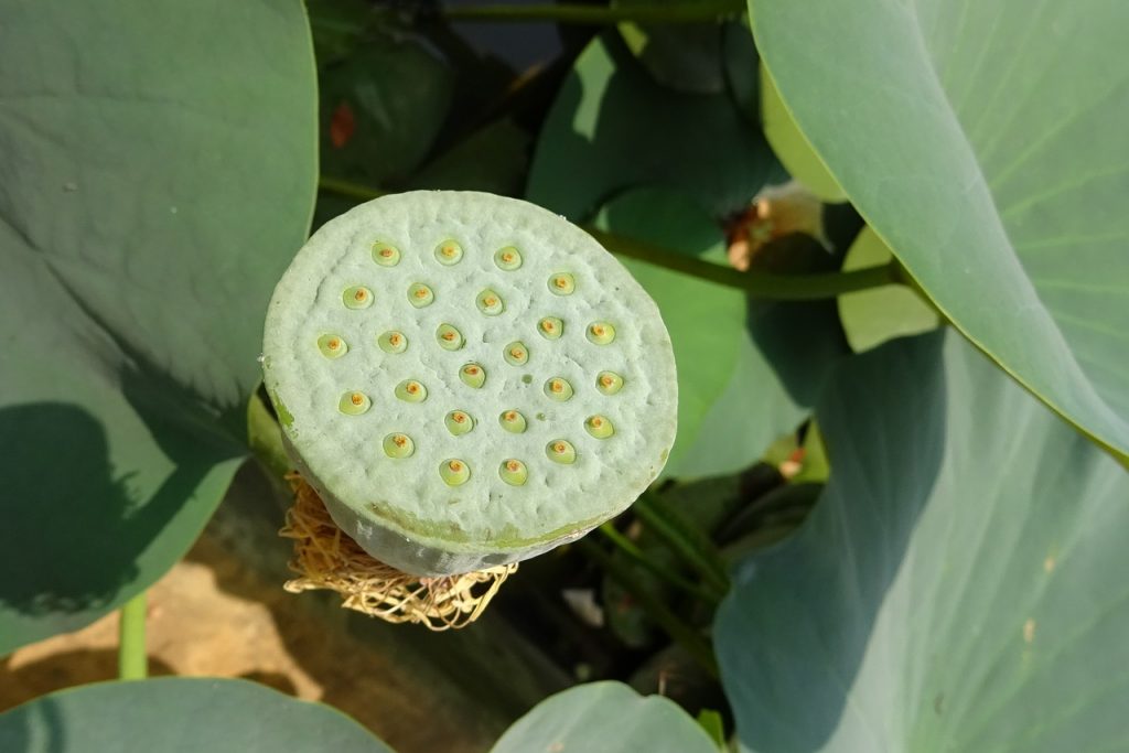 Trypophobia: Symptoms, Treatment, and All About the Fear of Holes ...