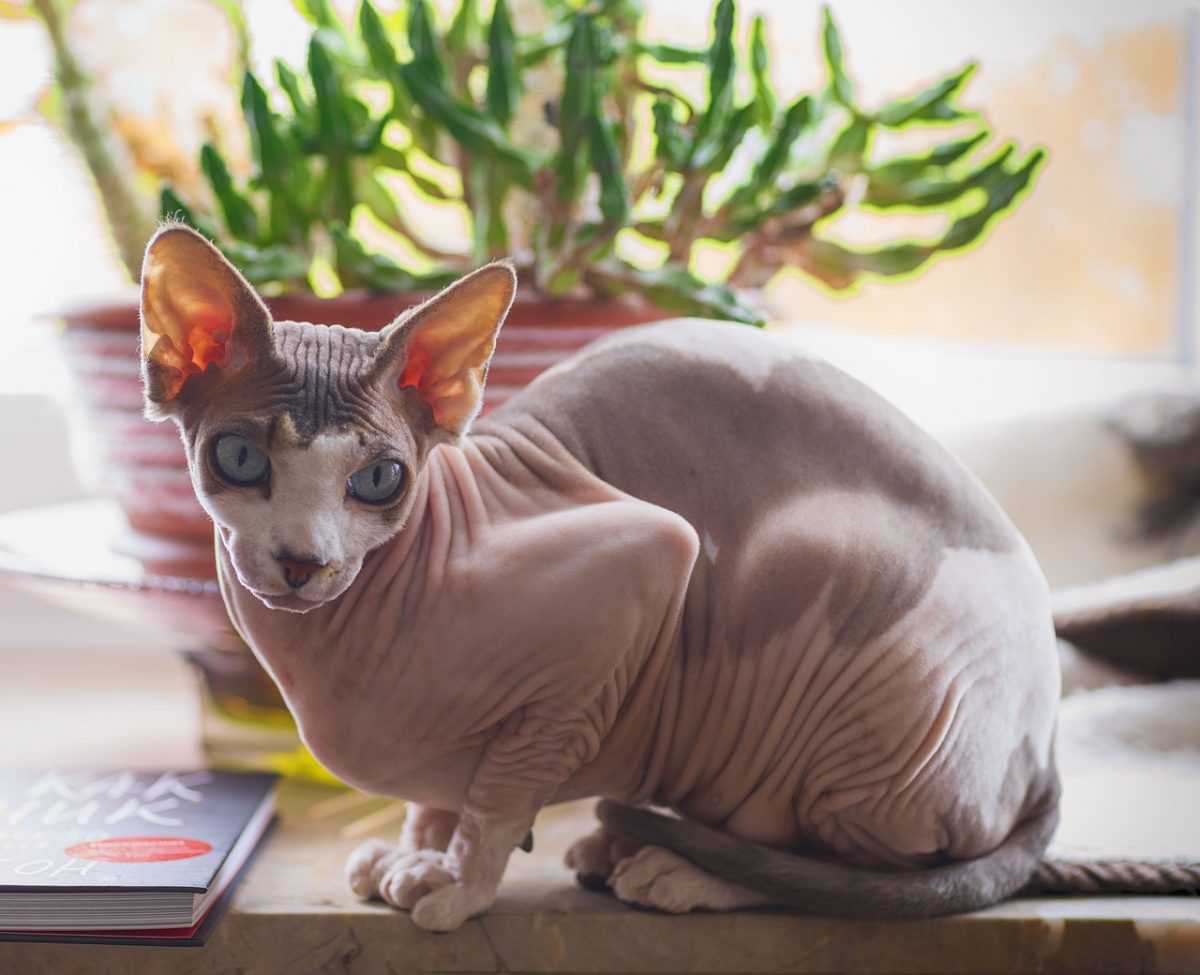 Sphynx Cat What You Need To Know About This Hairless Cat CitizenSide Sphynx Cat What You Need To Know About This Hairless Cat CitizenSide