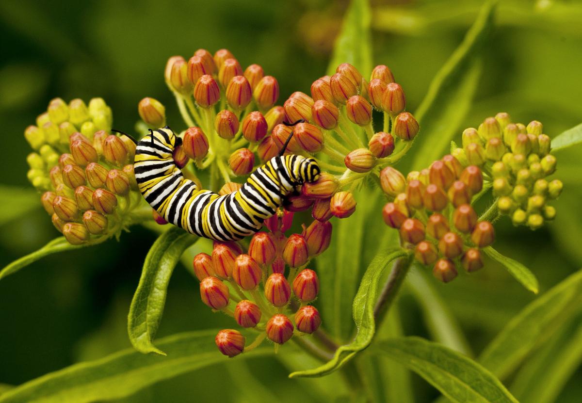 What Is A Host Plant CitizenSide
