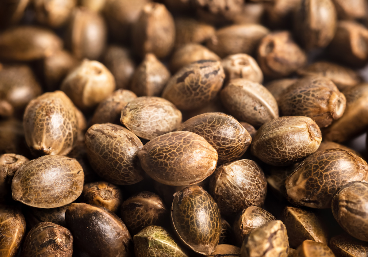 What Are Feminized Seeds? Benefits, Uses, and Cultivation Guide ...